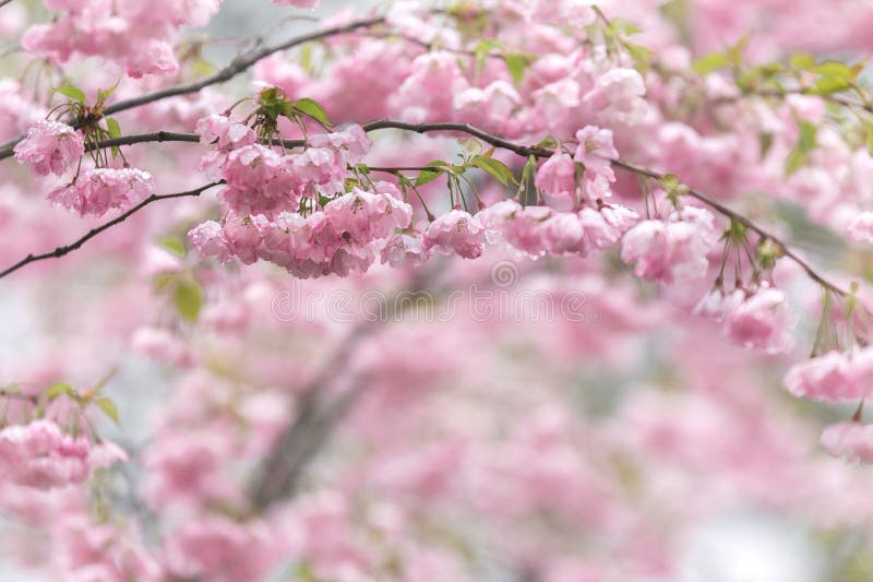 1,472 Sakura Rain Stock Photos - Free & Royalty-Free Stock Photos from ...