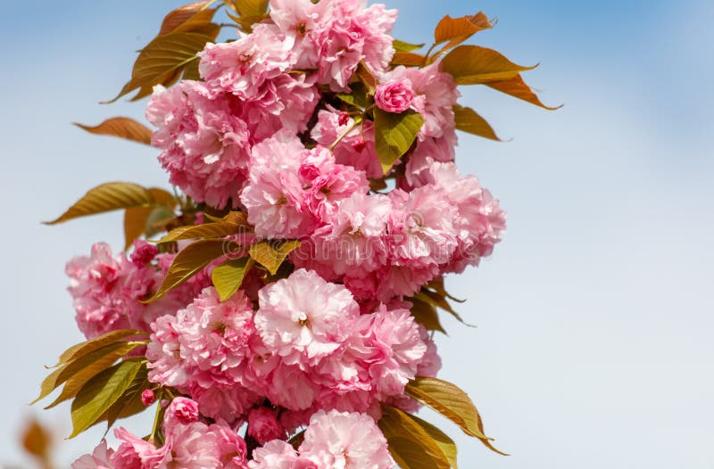 Pink Sakura Flowers in Nature Stock Photo - Image of life, japan: 379465652
