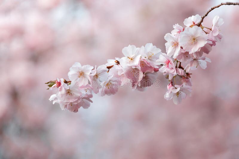 Pink Sakura Flowers on the Spring Background Stock Photo - Image of ...