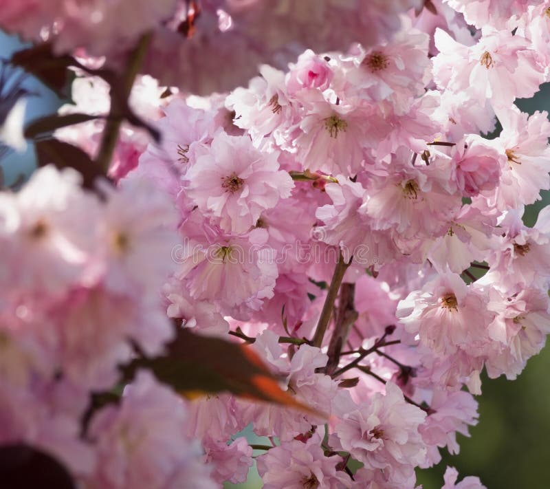Pink Sakura stock image. Image of tree, garden, decorative - 85199909