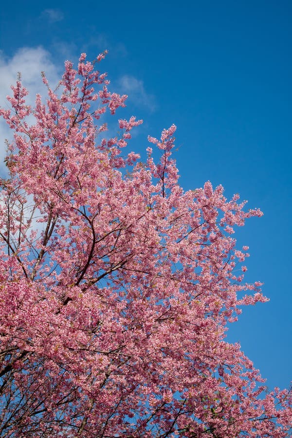 Pink Sakura in Northern Thailand. Stock Photo - Image of park, nature ...