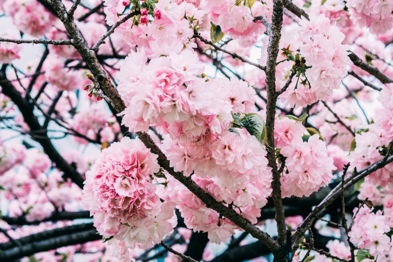 Pink sakura stock photo. Image of green, travel, tour - 125323152