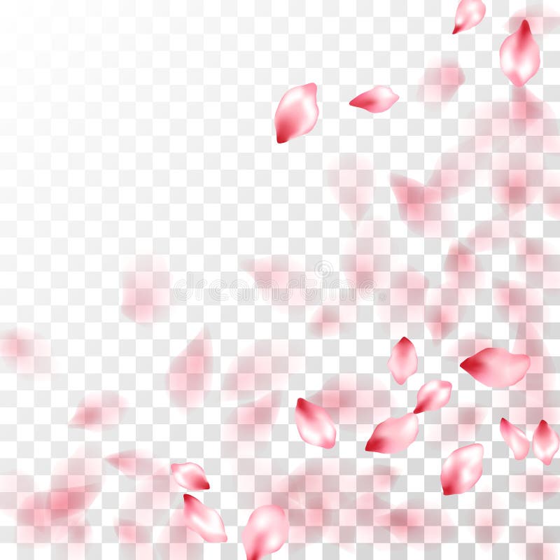 Pink Sakura Petals Falling Vector Graphics. Stock Vector - Illustration ...