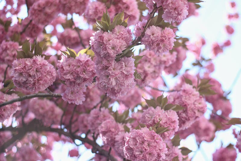 Pink sakura stock photo. Image of flora, bright, blooming - 145686306