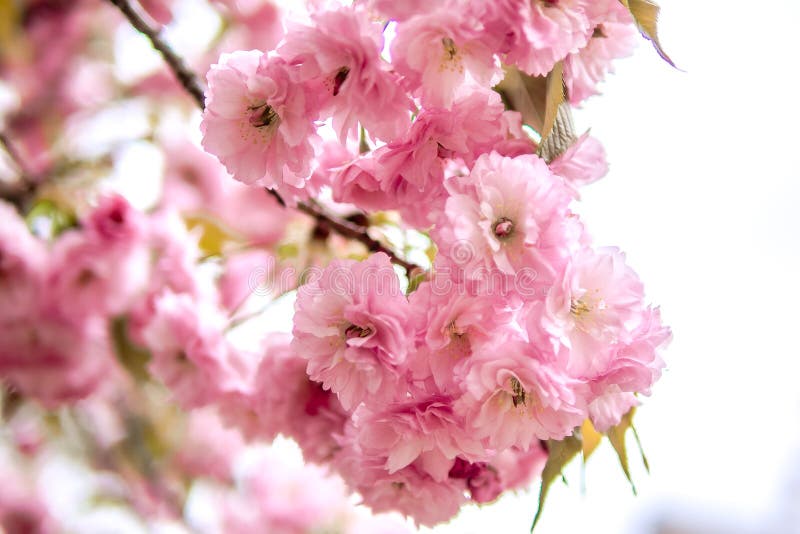 Pink sakura stock image. Image of pink, nature, osaka - 125323317
