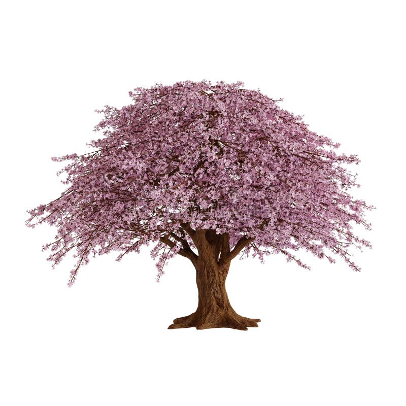Pink Sakura Tree Cherry Blossom. Realistic 3D Render Stock Illustration ...