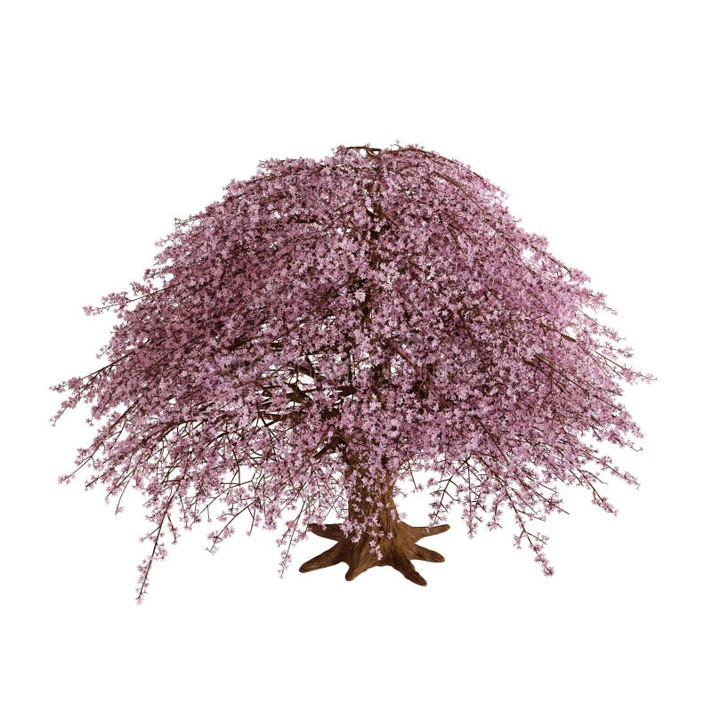 Pink Sakura Tree Cherry Blossom. Realistic 3D Render Stock Illustration ...