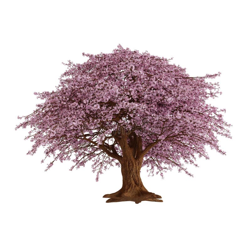 Pink Sakura Tree Cherry Blossom. Realistic 3D Render Stock Illustration ...