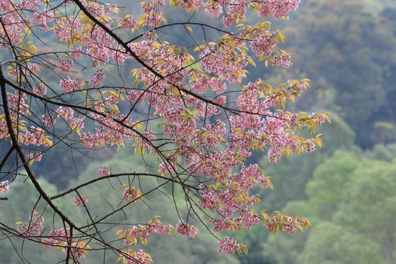 One sakura tree stock photo. Image of asia, paradise - 37396716