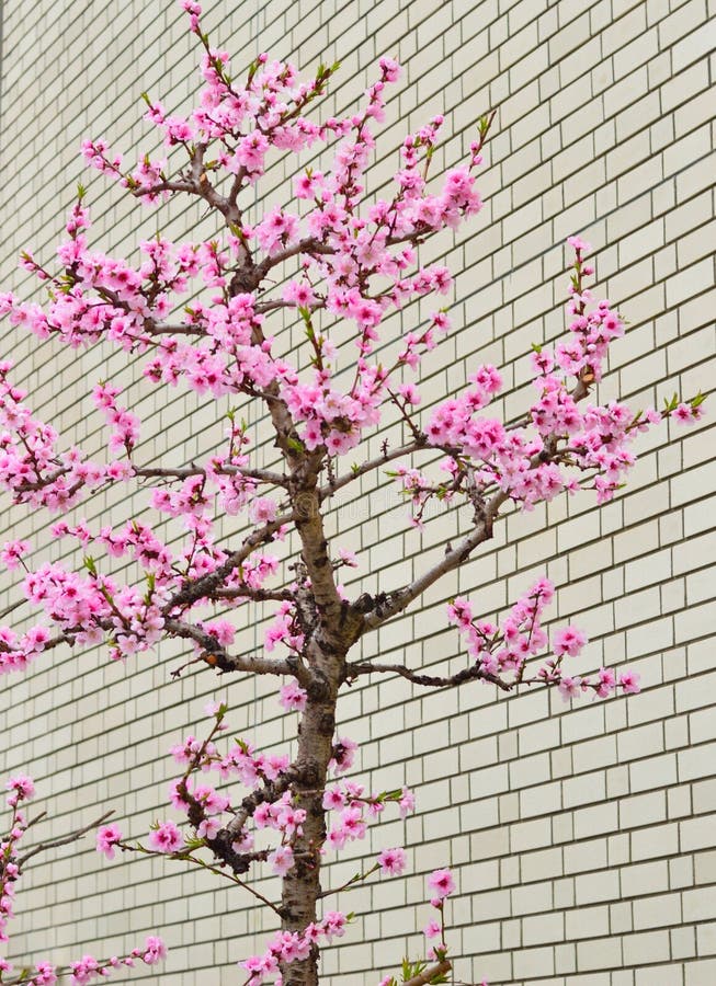 Pink Sakura Tree Near Brick Wall Stock Photo - Image of tokyo ...