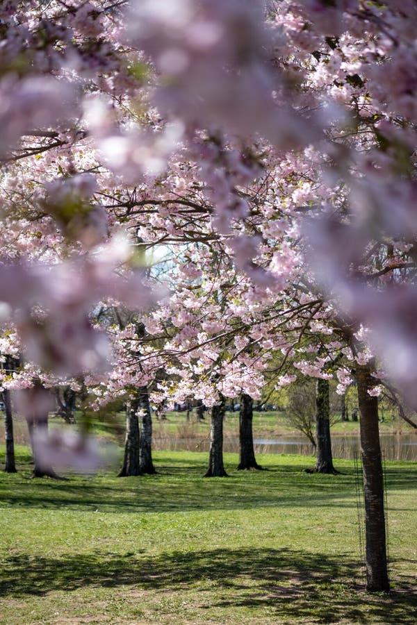 Pink sakura tree stock image. Image of sunlight, petal - 249720577