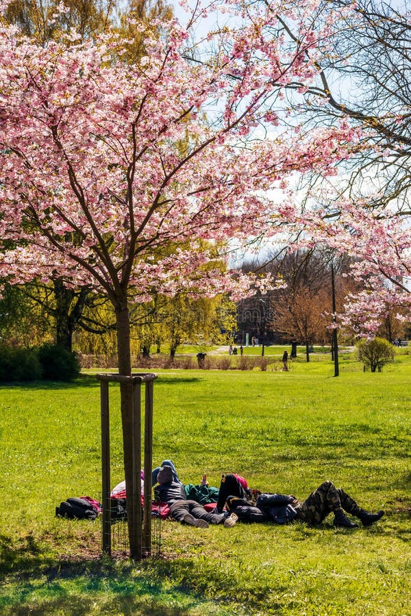 Pink sakura tree stock image. Image of autumn, sakura - 249720631