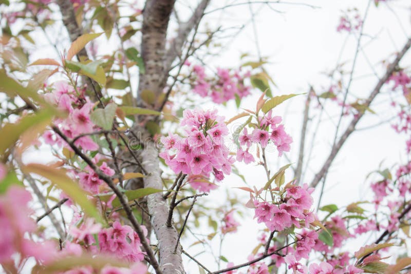 Pink sakura on tree. stock image. Image of branch, bloom - 114051947