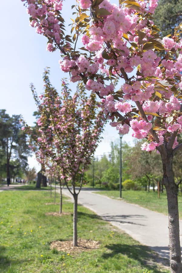 Pink Sakura Trees, Japanese Cherry Stock Image - Image of floral ...