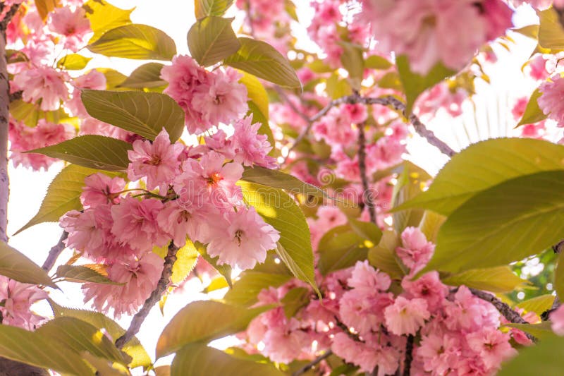 Pink Sakura in the Spring Sunlight Stock Photo - Image of blossom ...