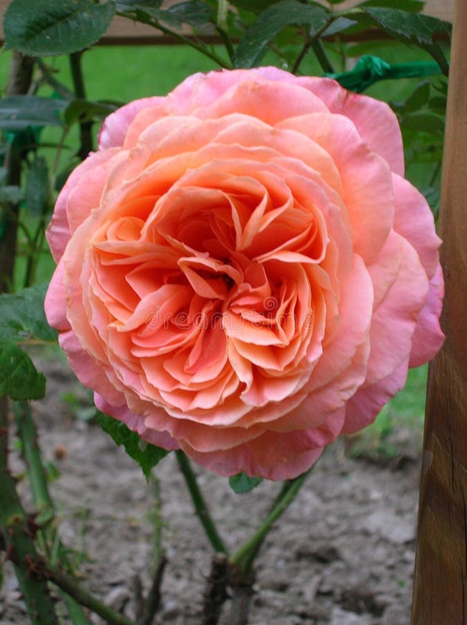 576 Salmon Colored Rose Stock Photos - Free & Royalty-Free Stock Photos ...