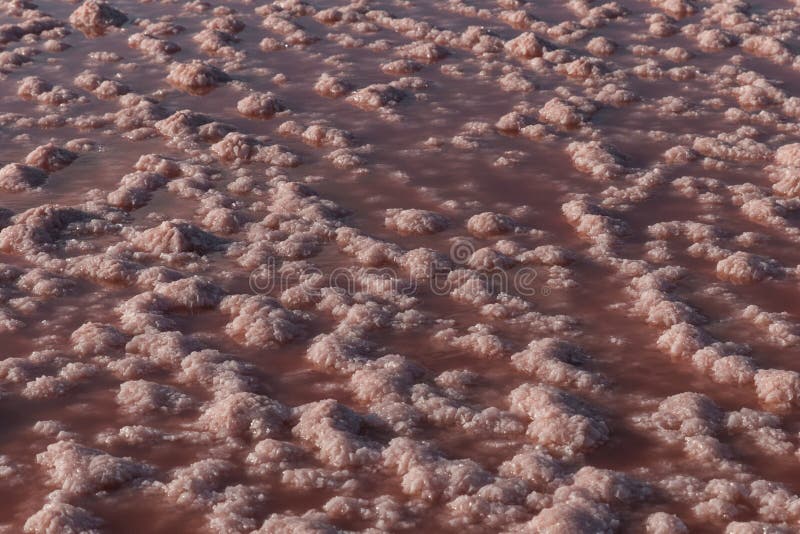 Pink salt stock image. Image of salt, lake, sediments - 76724997