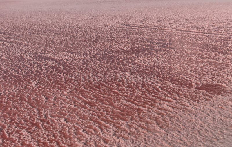 Pink salt stock image. Image of salt, landscape, mineral - 76725207