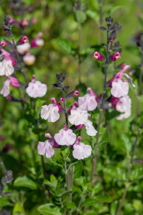 Pink salvia flowers stock photo. Image of floral, flower - 298573156
