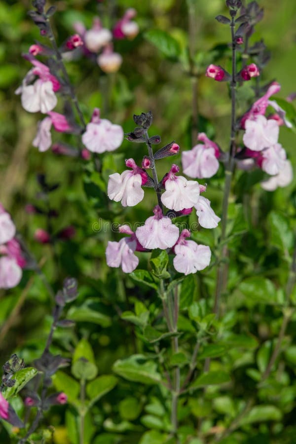 Pink salvia flowers stock image. Image of horticulture - 298573263