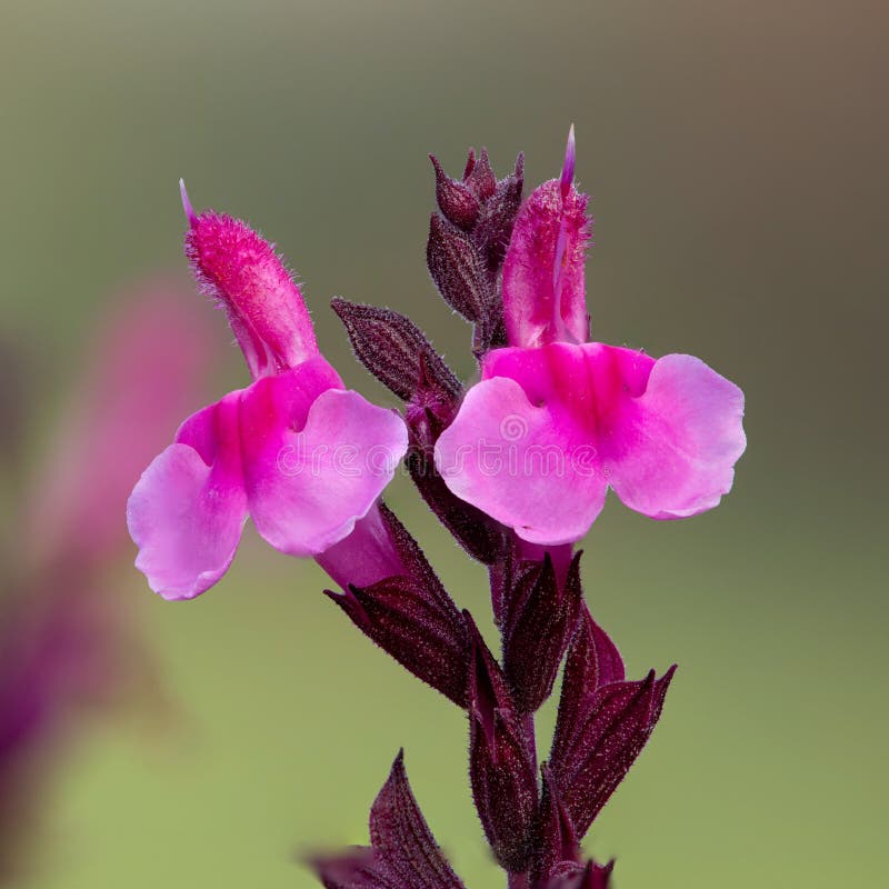Pink salvia flowers stock image. Image of flora, horticultural - 200552419