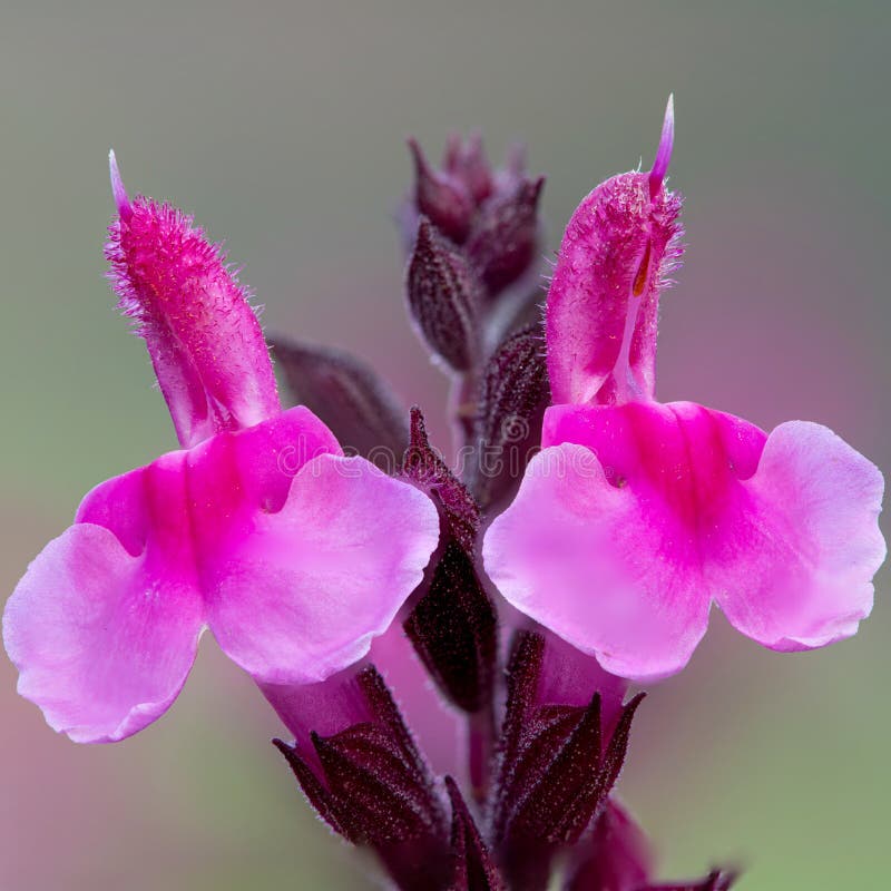 Pink salvia flowers stock image. Image of horticulture - 200552871