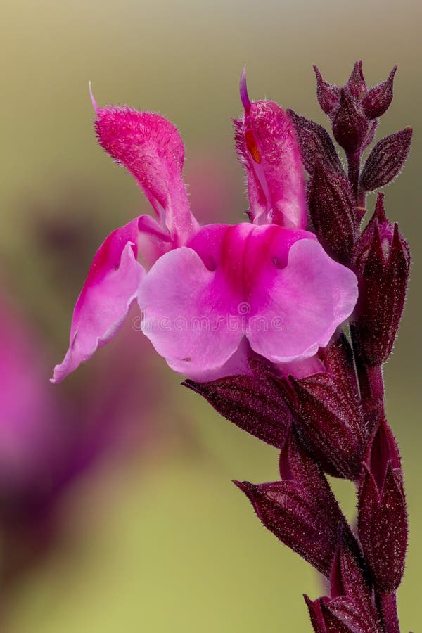 Pink salvia flowers stock image. Image of fresh, horticultural - 200553865