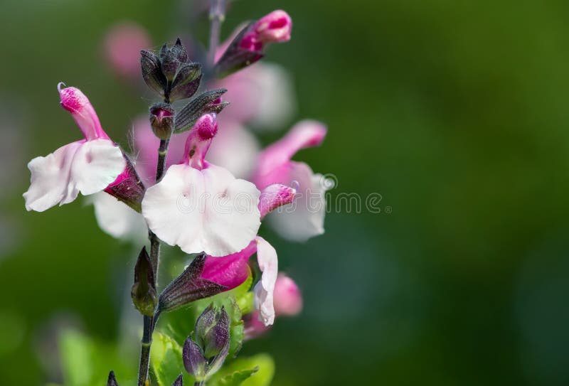 Pink salvia flowers stock image. Image of growth, inflorescence - 263631309