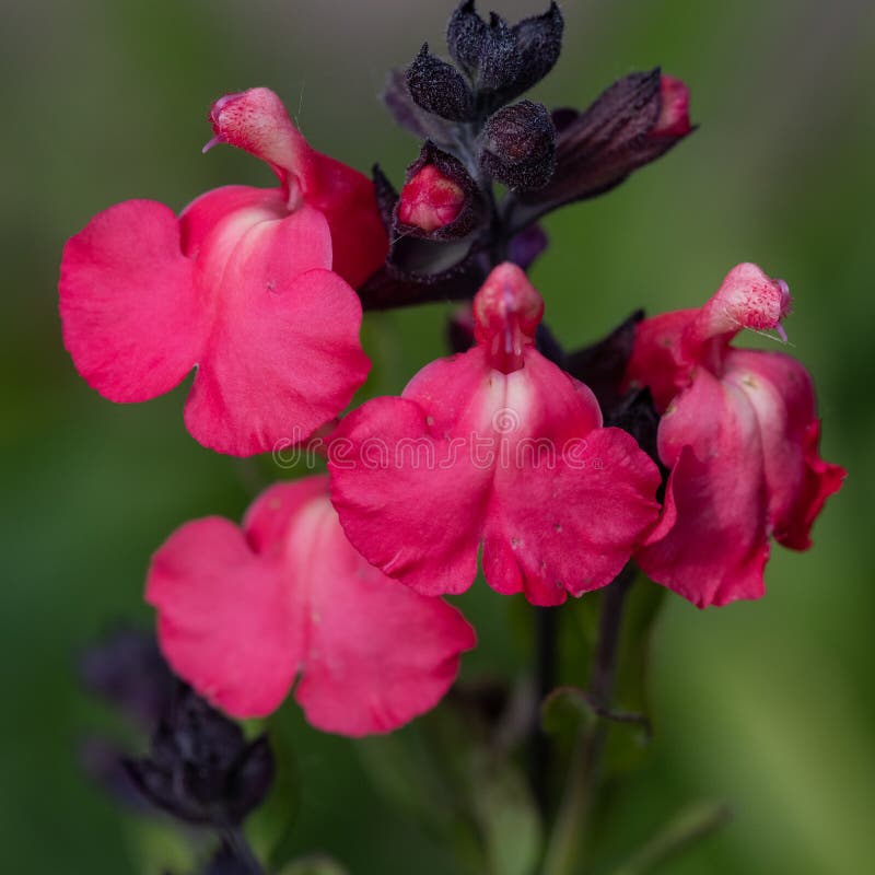 Pink salvia flowers stock photo. Image of head, horticulture - 263632240