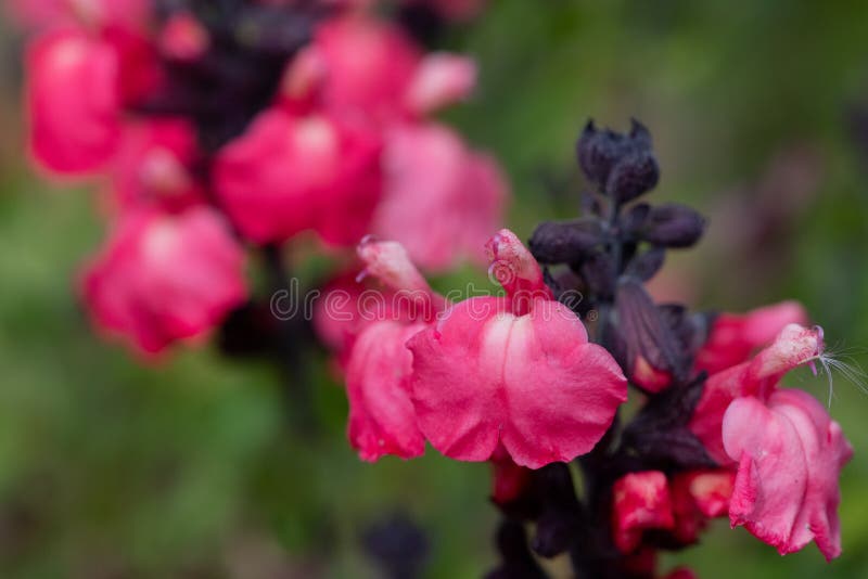 Pink salvia flowers stock image. Image of flowers, bright - 263632351