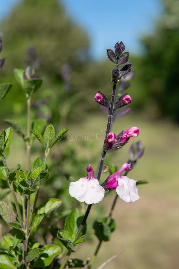 Pink salvia flowers stock photo. Image of color, blooming - 263632728