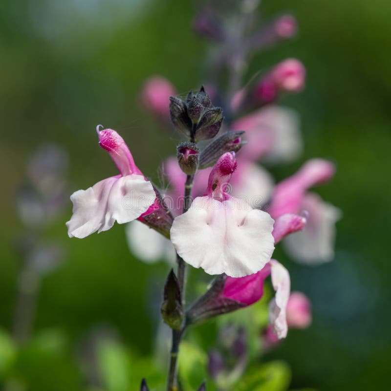 Pink salvia flowers stock photo. Image of horticulture - 263759838