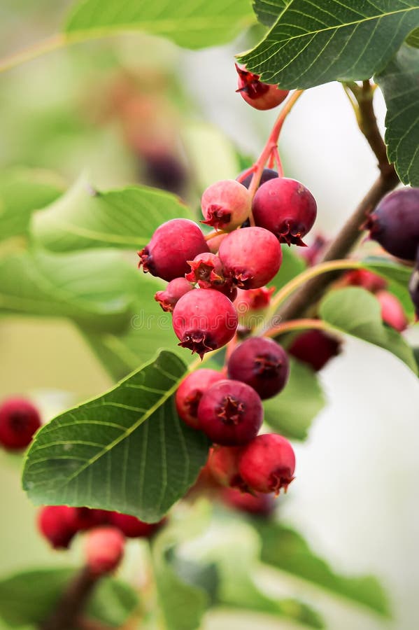 Saskatoon Berries and Leaves on a Tree Stock Photo - Image of branch ...