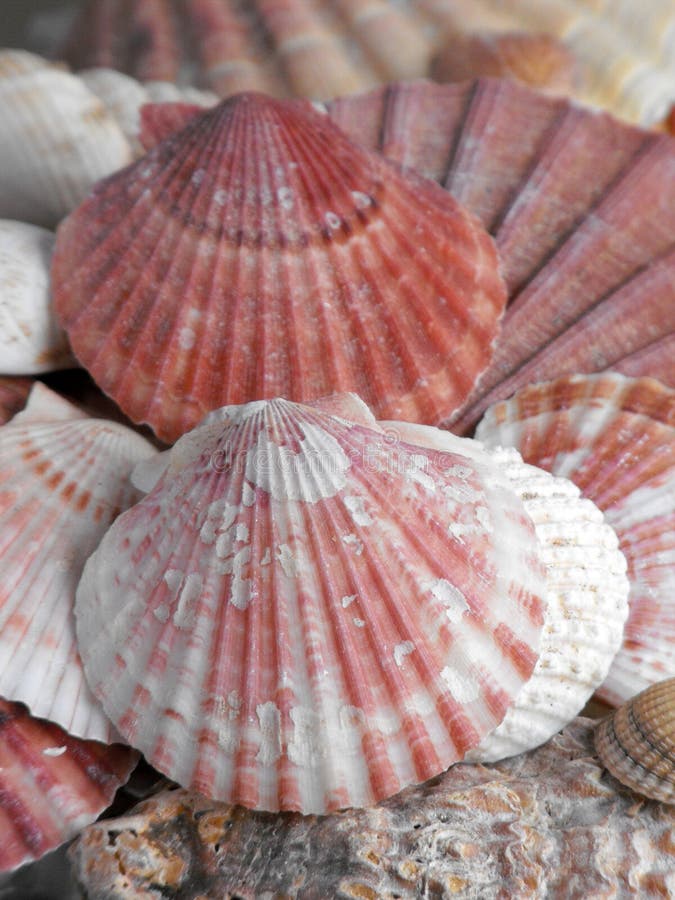 Pink Scallop Shells stock image. Image of abstract, shape - 175506275