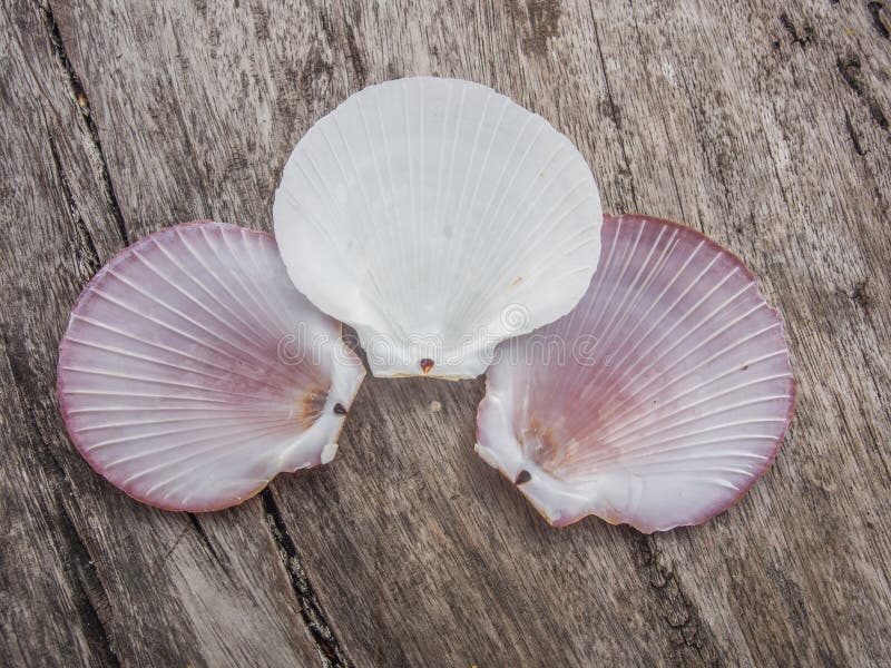 Pink scallops stock image. Image of pectinidae, star - 53694273