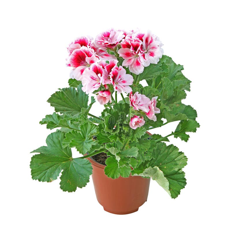 Pink Scented Geranium in Pot Stock Image - Image of petal, pelargonium ...
