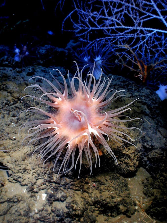 Pink Sea Creature Underwater Stock Image - Image of underwater, anemone ...
