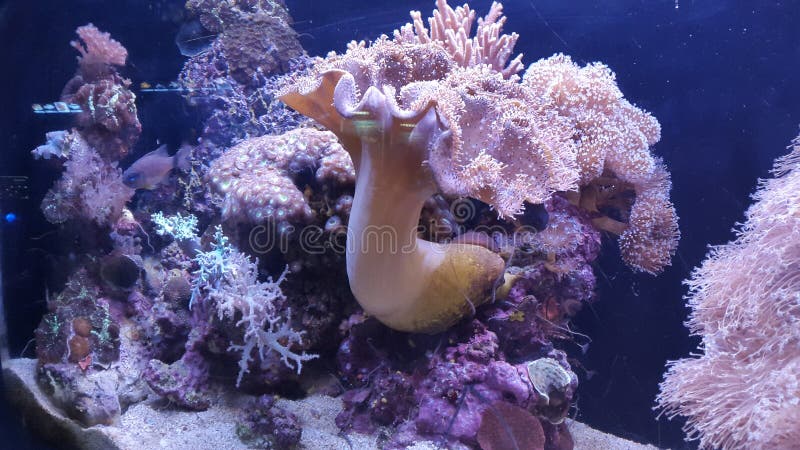 Pink sea creatures stock image. Image of pink, rare, aquarium - 77626245