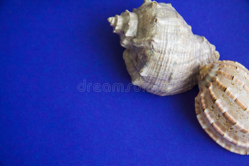 Pink Sea Shells with Large Copy Space Stock Photo - Image of blue, copy ...