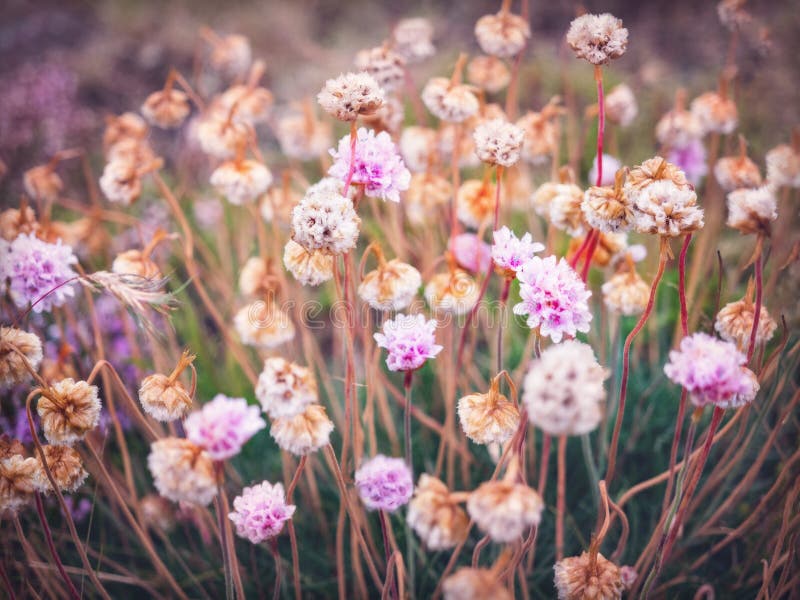 Pink Sea Thrift Flowers stock image. Image of flowers - 109916383