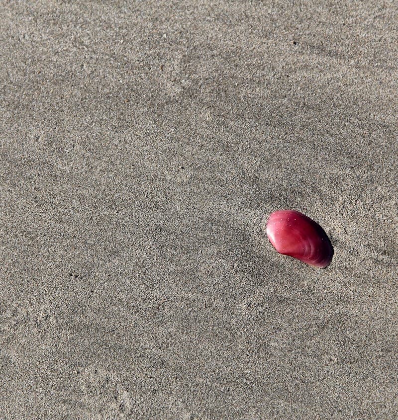 Pink Seashell Isolated on Sand Stock Image - Image of shell, nature ...