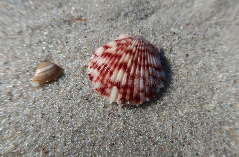 Seashell on the Florida Beach, Closeup Stock Image - Image of outside ...