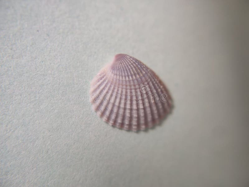 A Pink Seashell Sitting on a White Surface. Stock Image - Image of ...