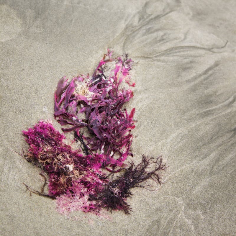 Pink Seaweed Washed Ashore on a Sandy Beach. Stock Photo - Image of ...