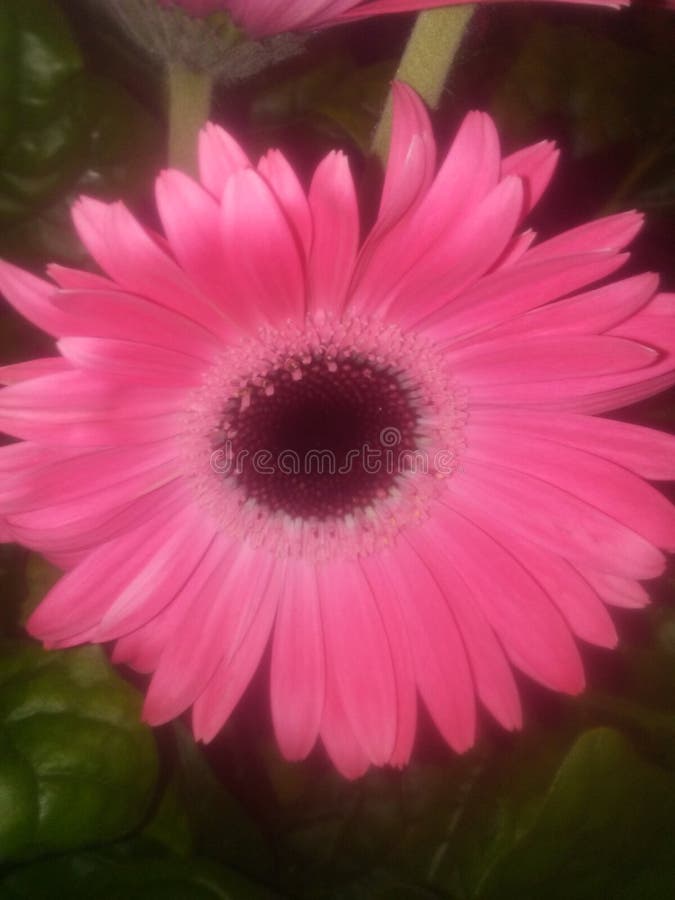 Single Pink Gerbera Daisy Flower in Full Bloom. Stock Photo - Image of ...