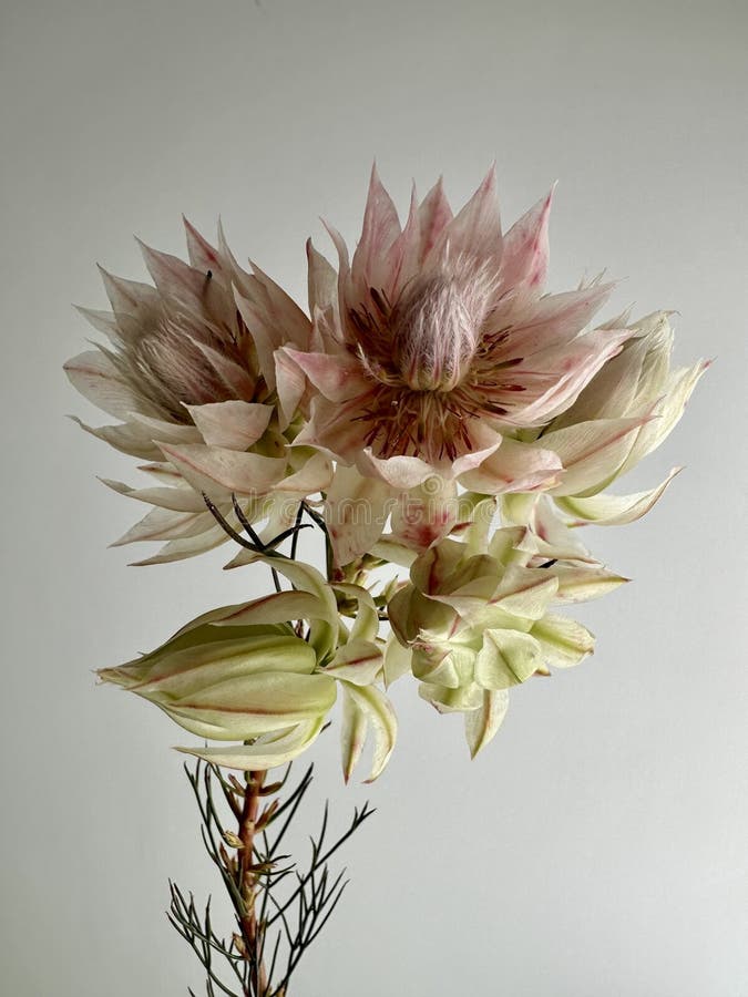 Pink serruria flower stock photo. Image of pink, plant - 341396162