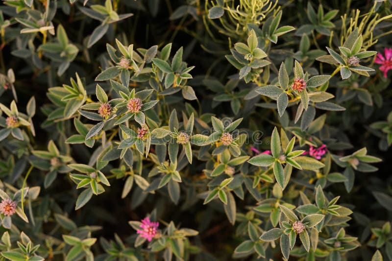 Pink Shamrock Clover Covered with Dew Drops in Summer Sunrise Stock ...