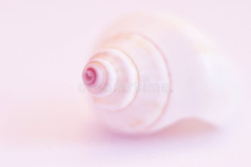 Pink Shell stock photo. Image of simple, kind, smile - 10454608
