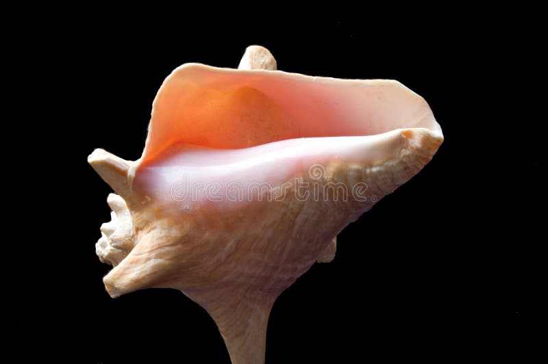 Pink Shell stock image. Image of shell, seashell, erotic - 77881