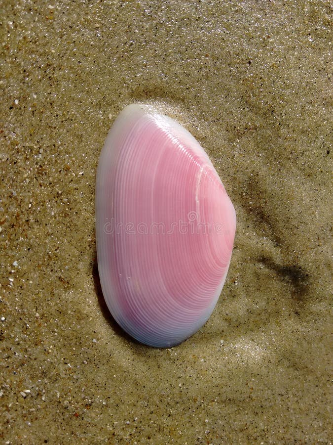 Pink shell on beach sand stock photo. Image of animals - 236748238